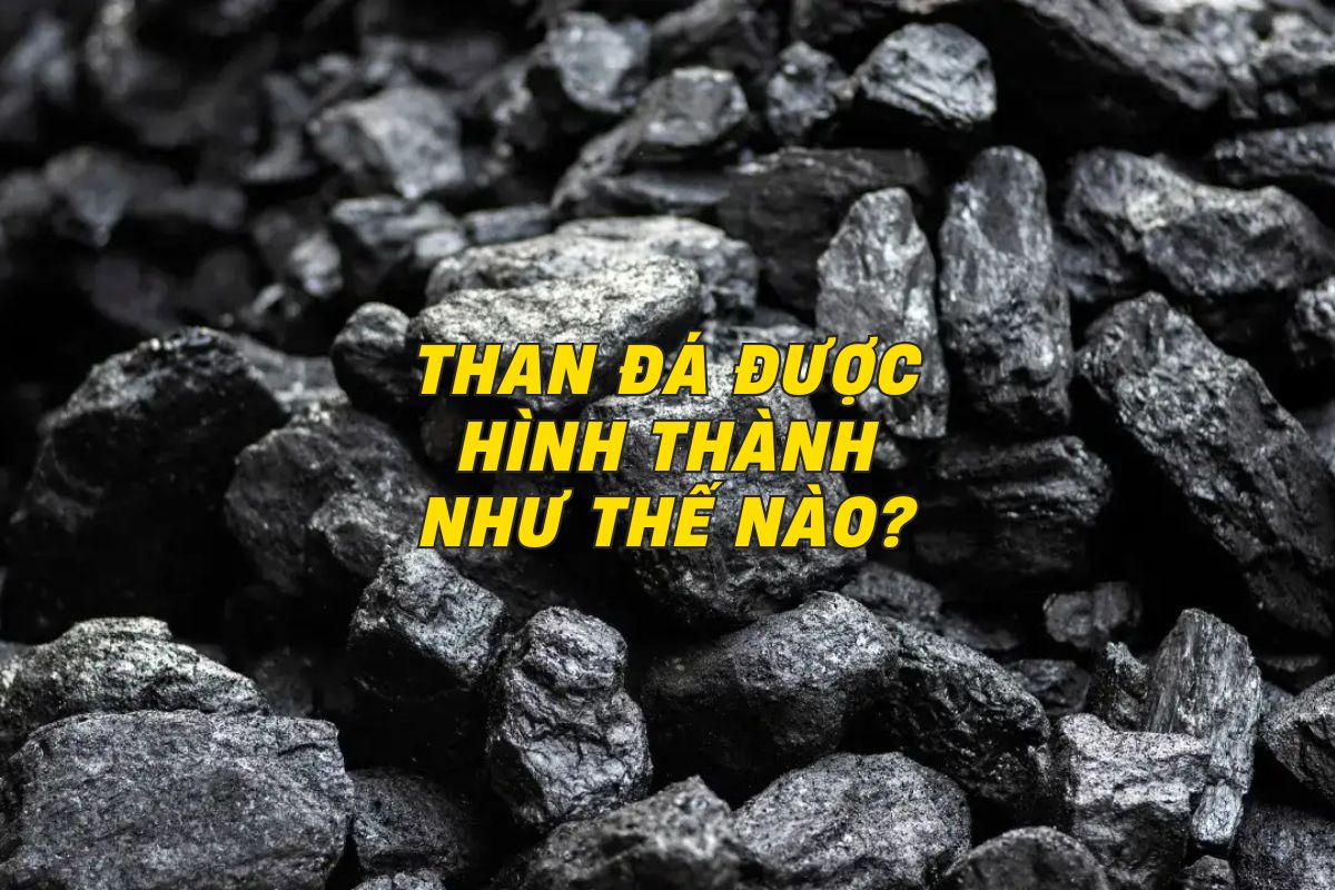 Tìm hiểu xem than đá được hình thành như thế nào? - Thuận Hải Công ty Đầu Tư Và Vận Hành